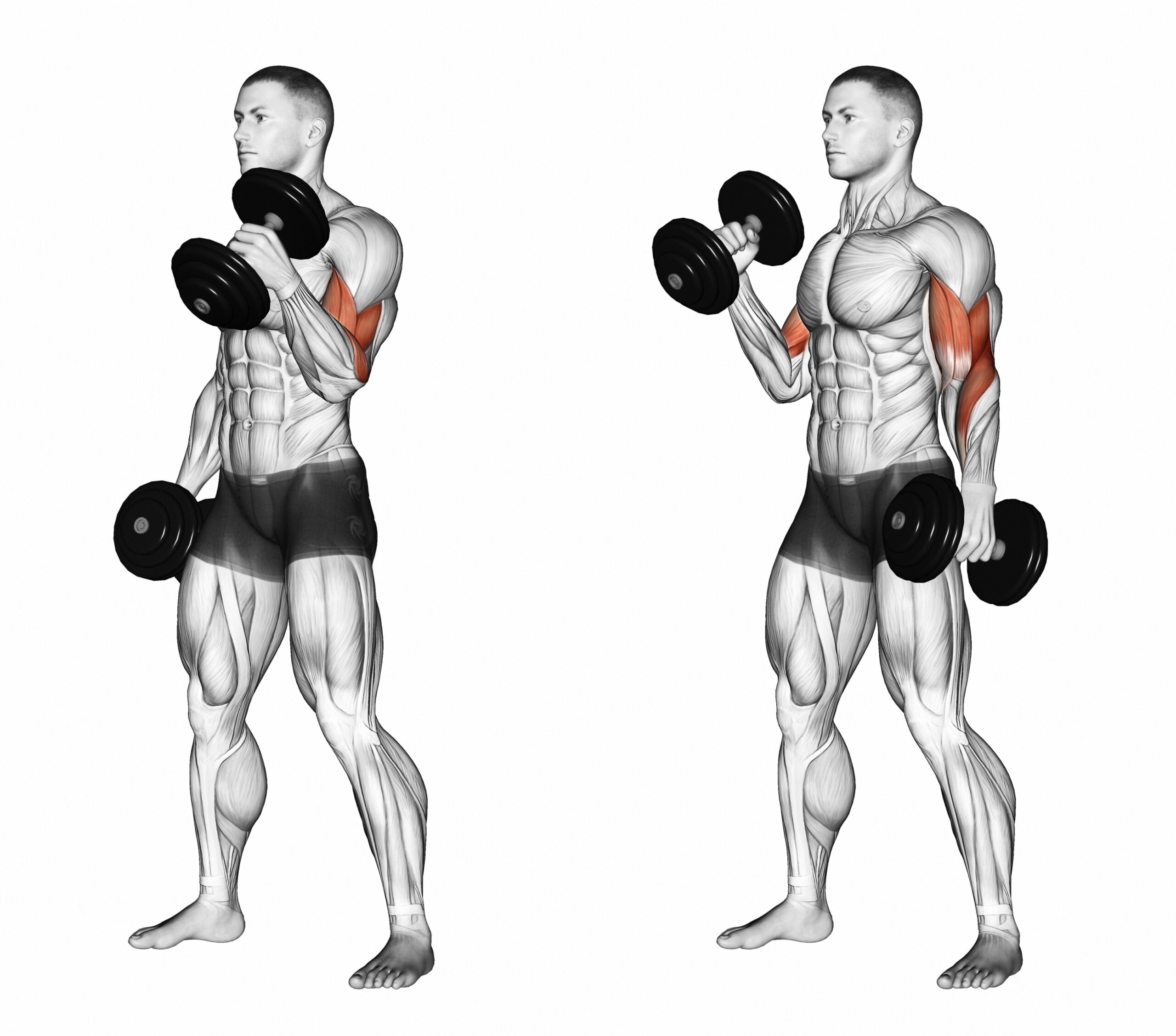 Hammer Curl Muscles Worked Hammer Curl Muscles Worked