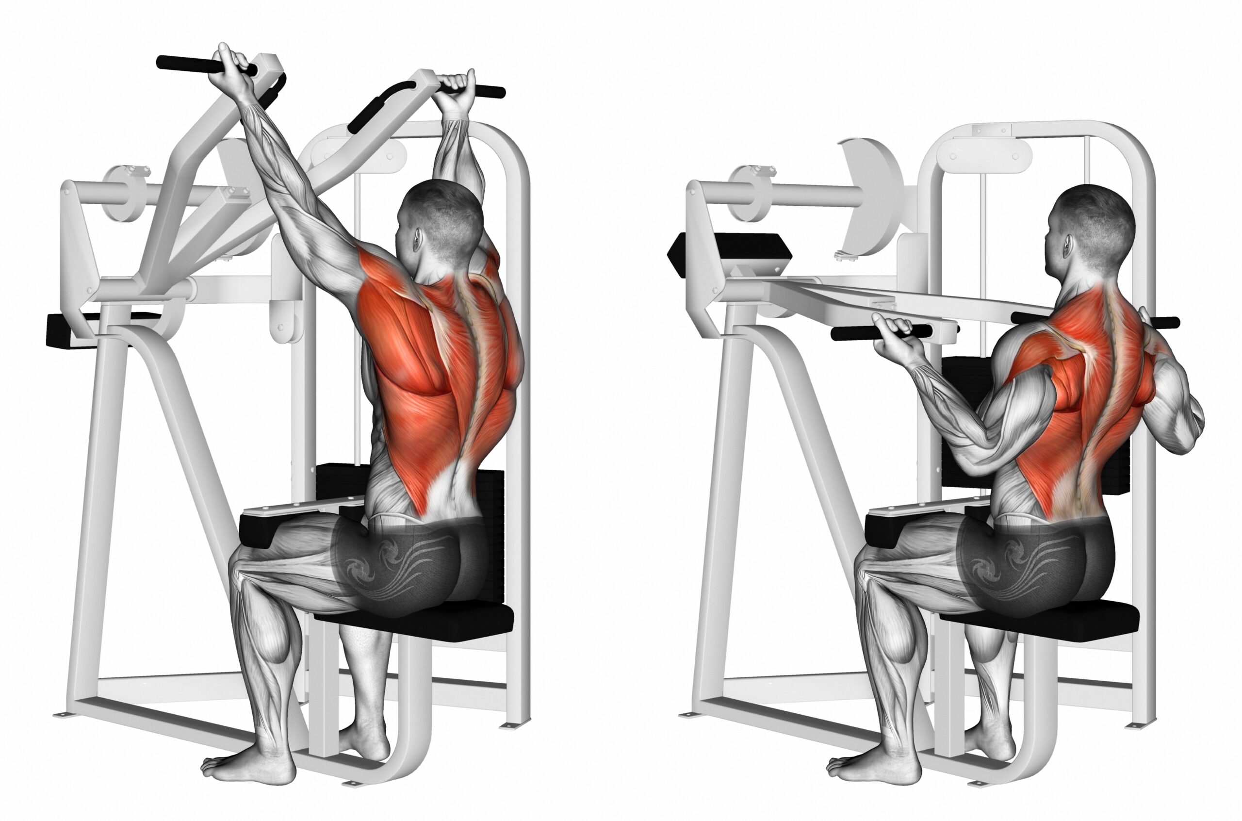 Lat Pulldown Muscles Lat Pulldown Muscles