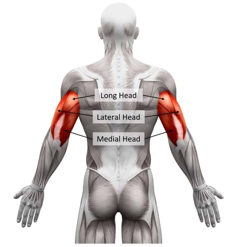 Supination Vs Pronation Hand Position Muscles Worked Nutritioneering Supination Vs Pronation Hand Position Muscles Worked Nutritioneering